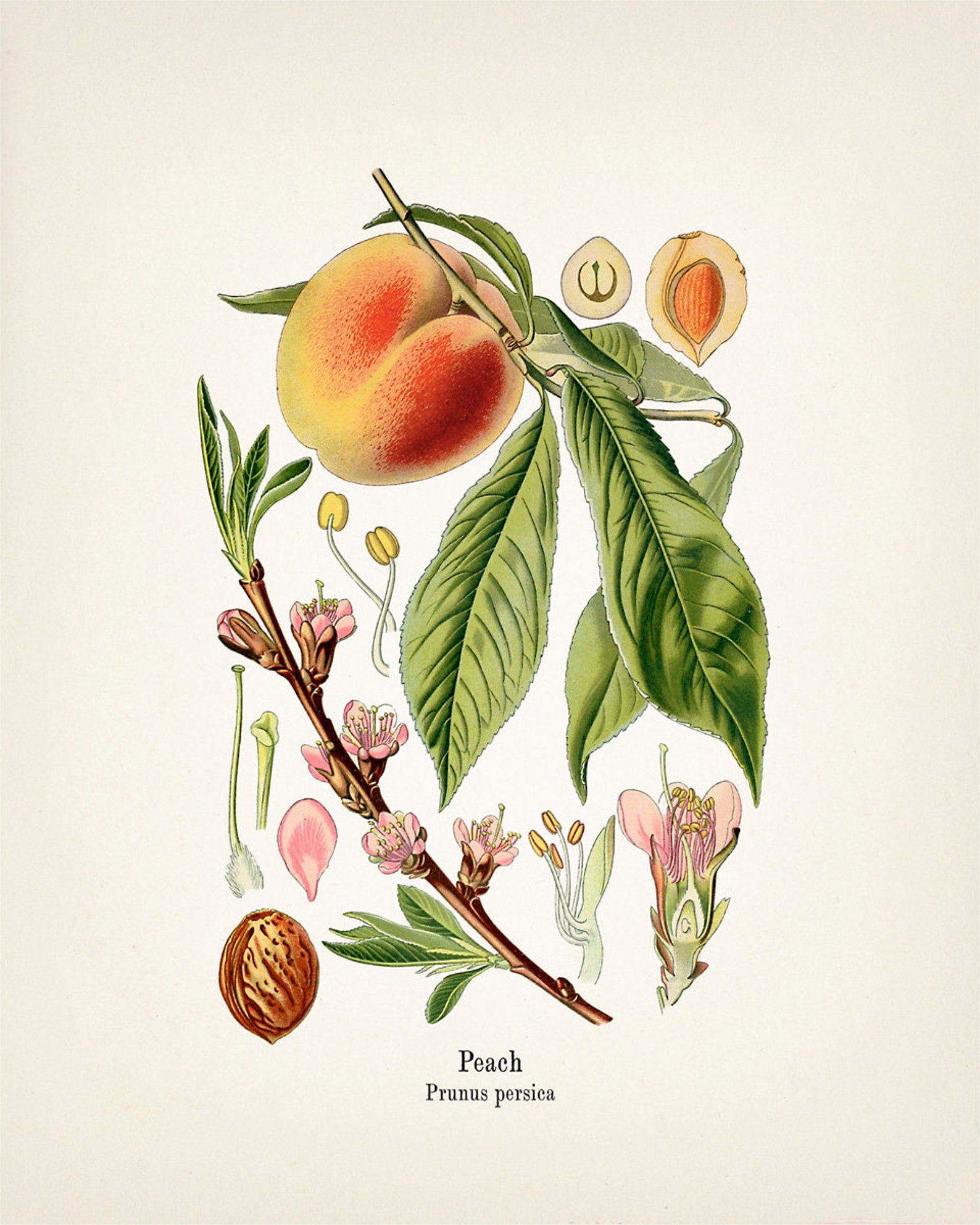 American Southern Crops Set of 4 Botanical Illustrations - Etsy