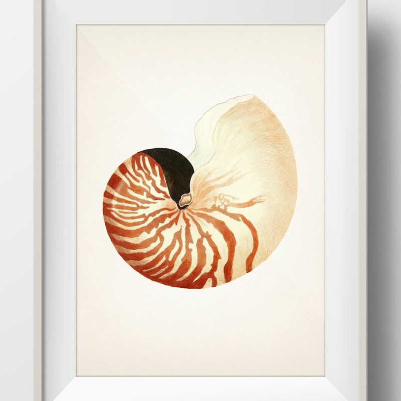 Nautilus Shell Art - Etsy