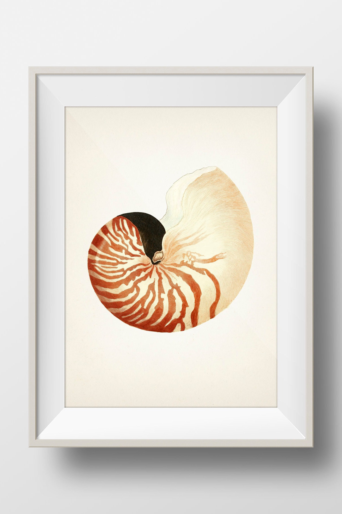 Kappa Delta Nautilus Shell