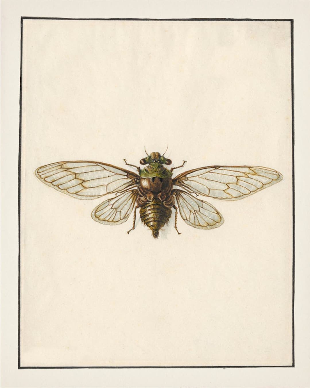 Cicada Drawing : Fine Art Print of a Vintage Natural History Academia ...