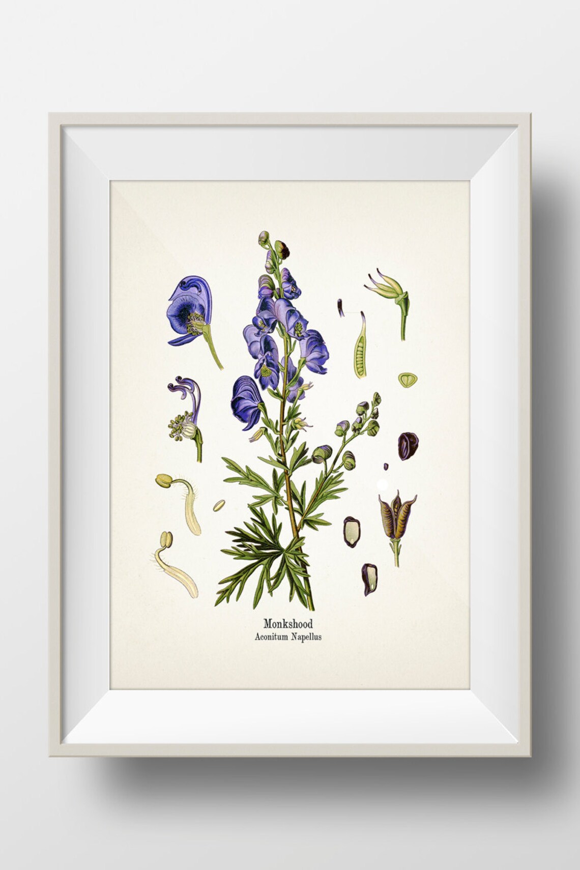 Monkshood or Aconite - Aconitum Napellus - KO-37- Fine Art Prints of ...