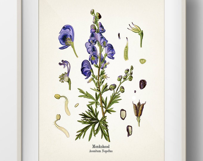 Monkshood or Aconite Aconitum Napellus KO-37 Fine Art Prints of Kohler ...