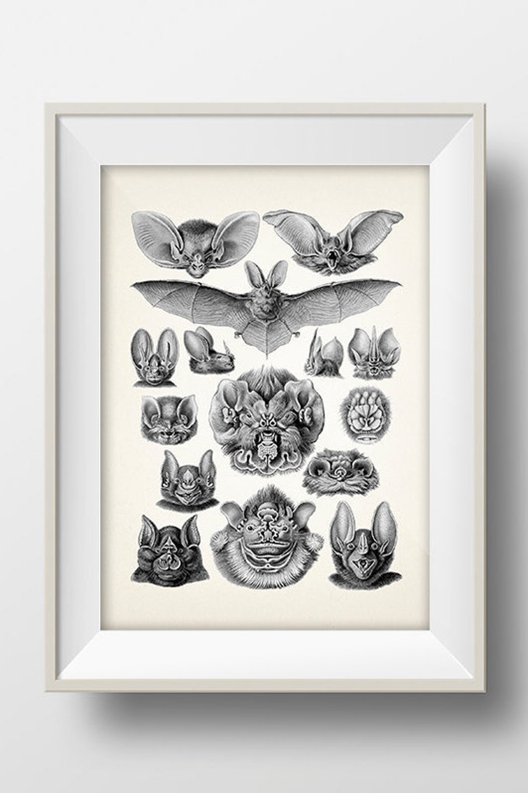 Bats Collage by Haeckel - MA-02 - Fine Art Print of a Vintage Natural ...