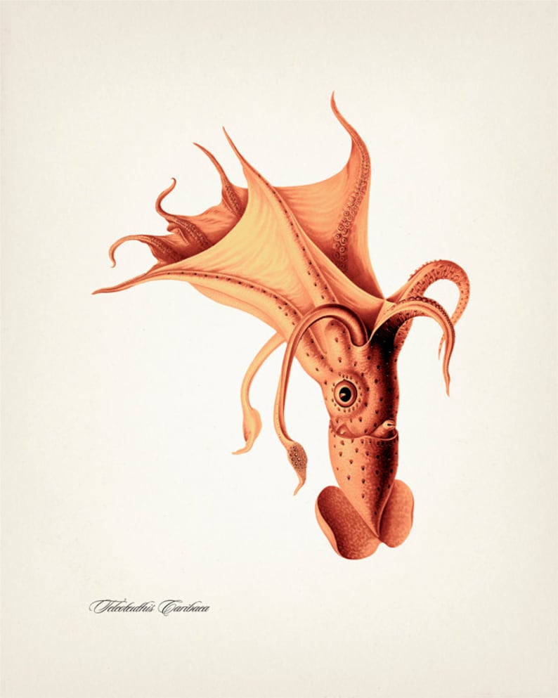 Squid Vintage Print Set Orange and Cream Fine Art Prints - Etsy
