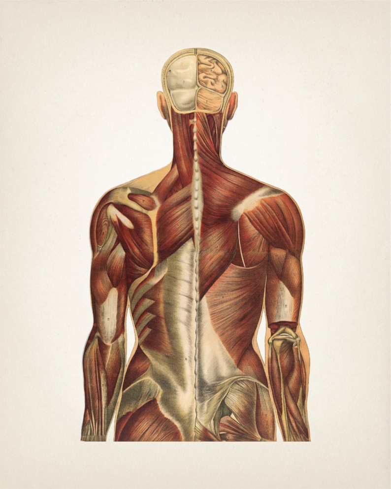 Human Anatomy MUSCLE System Back View HU-15 Fine Art | Etsy