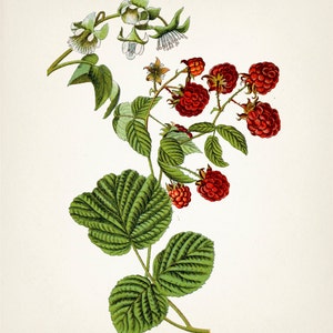 Vintage Raspberry Print 2- PL-45 - Fine Art Print of a Vintage Natural ...