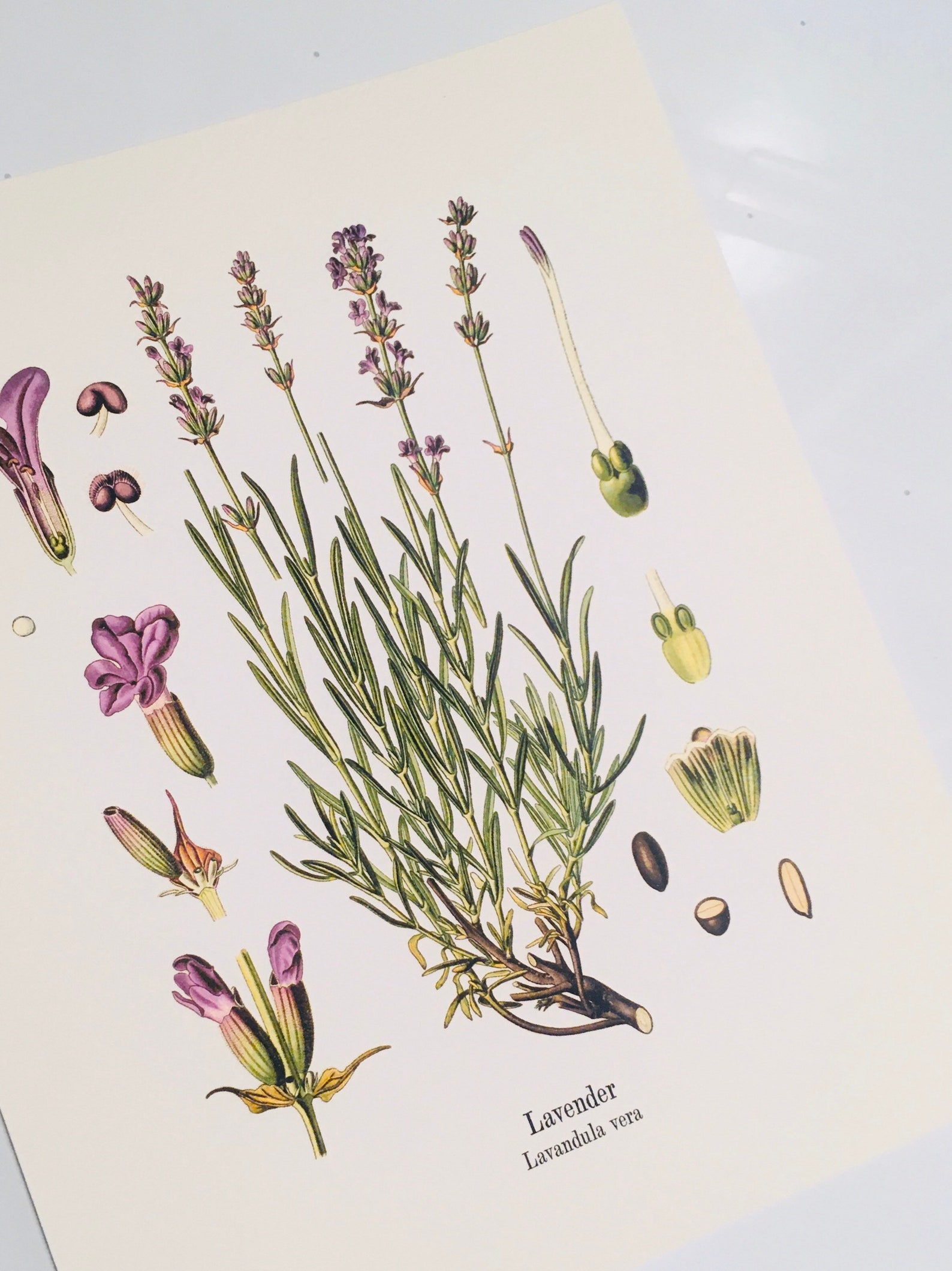 Vintage Lavender Botanical Print - KO-64 - Fine Art Prints of Kohler's ...