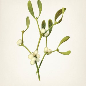 Christmas Holiday Botanical Prints Set of 4 - Holly, Mistletoe ...