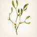 Christmas Holiday Botanical Prints Set of 4 - Holly, Mistletoe ...
