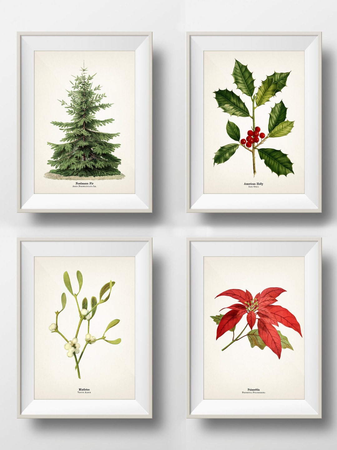 Christmas Holiday Botanical Prints Set of 4 - Holly, Mistletoe ...