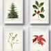 Christmas Holiday Botanical Prints Set of 4 - Holly, Mistletoe ...