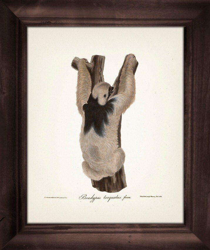 Three-Toed Sloth Maned Sloth MA-08 Fine art print of a | Etsy