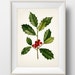 Holly Plant Christmas Botanical Print - Holiday Wall Art - WITHOUT ...