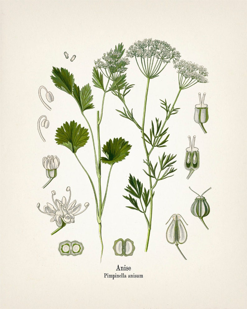 Vintage Anise Botanical Print - KO-42 - Fine Art Prints of Kohler's ...