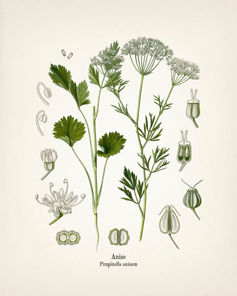 Vintage Anise Botanical Print - KO-42 - Fine Art Prints of Kohler's ...