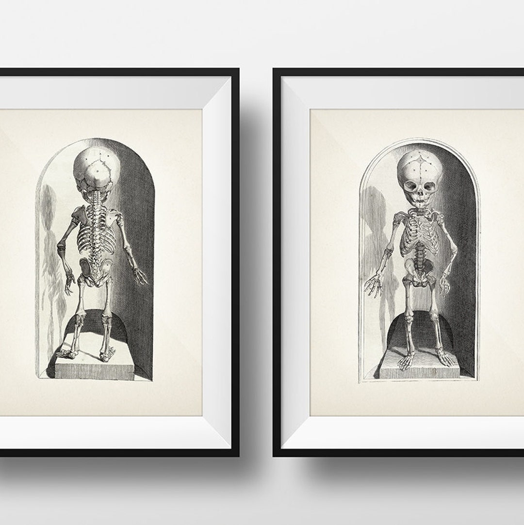 1685 Child Skeleton Pair - Scientific Anatomy Drawing - HU-01 HU-02 ...