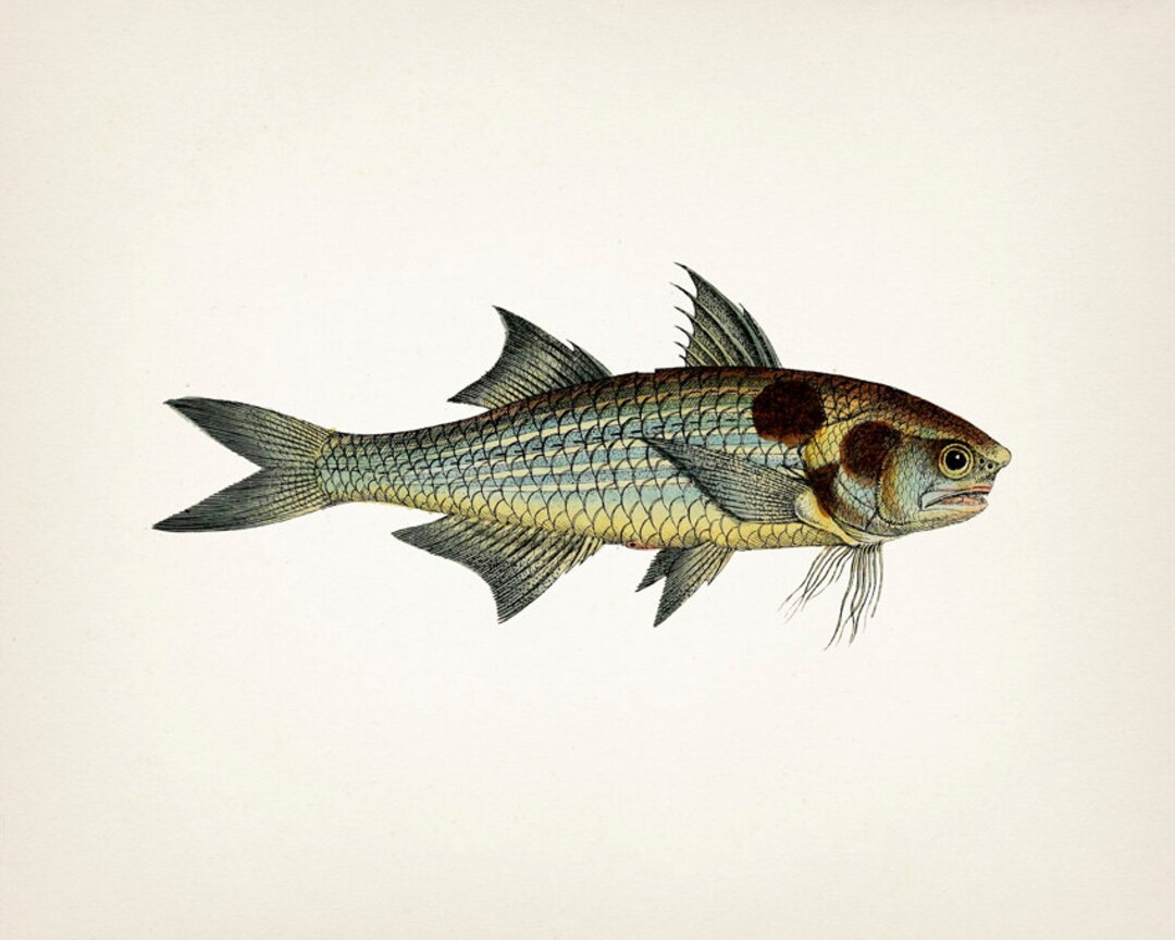 Sharkfaced 1801 Threadfin Fish Drawing - Fine Art Print of a Vintage ...