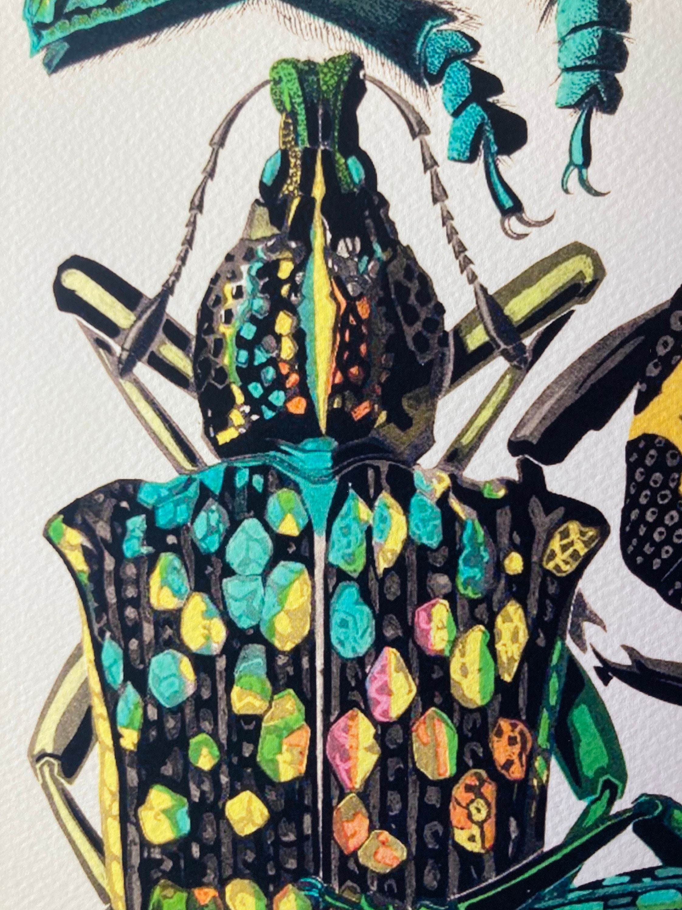 Insects no. 14 1926 Insectes IN-54 Fine art print of a - Etsy.de