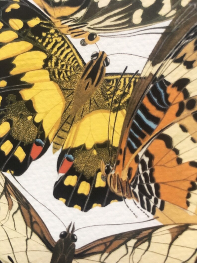 Butterflies No. 9 1925 Papillons MO-89 Fine Art Print of - Etsy