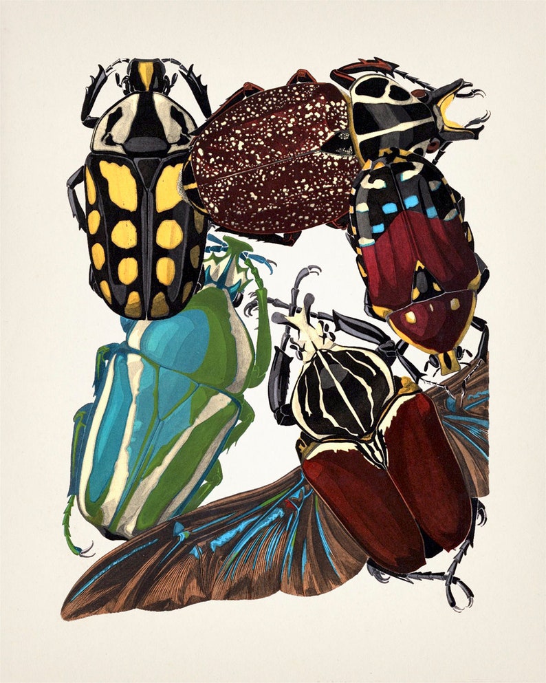 Insects SET No. 4 [1926] - Set of Four - Insectes - IN-45-51-55-56 ...