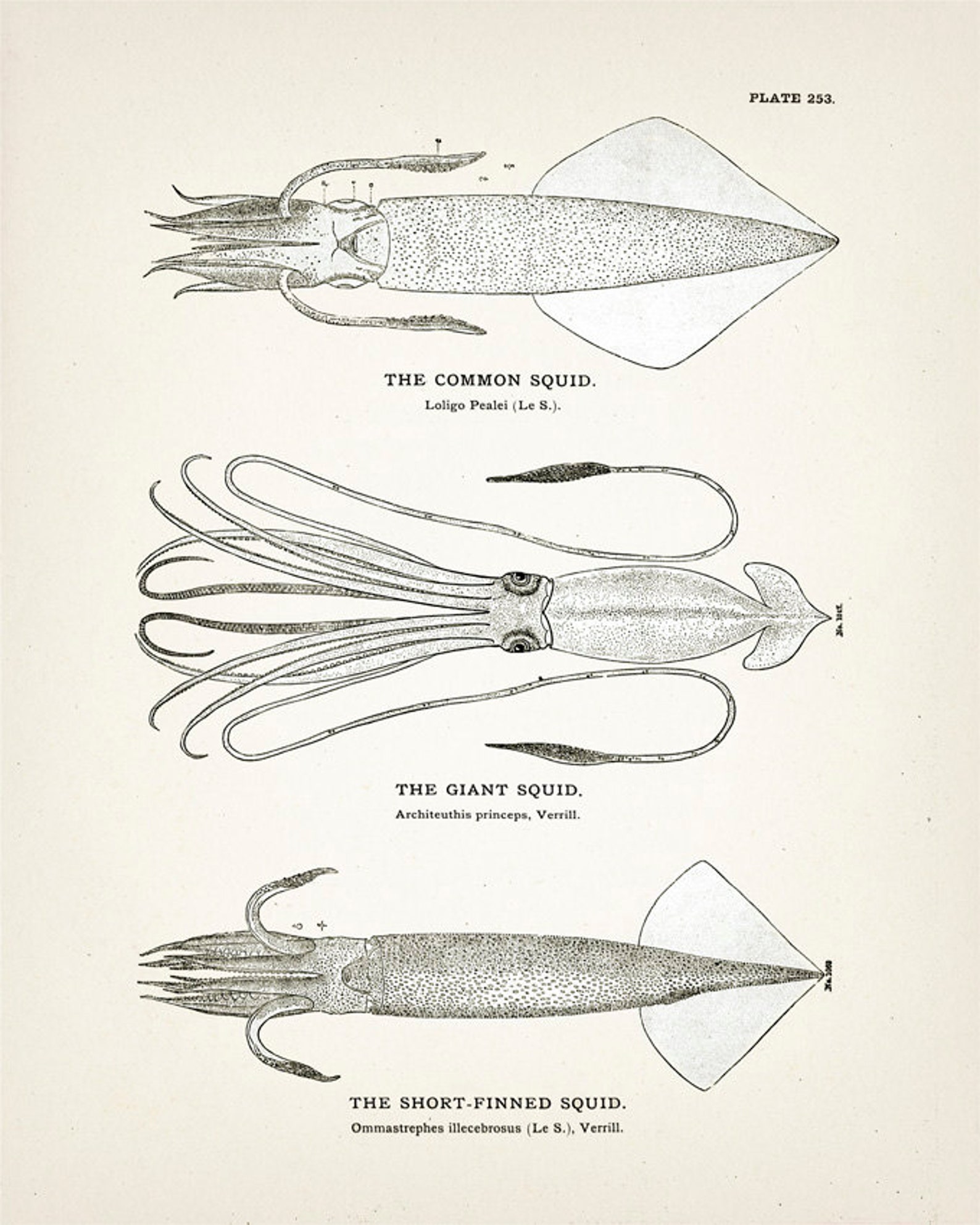Squid Specimens common Squid Giant Squid Short-finned | Etsy