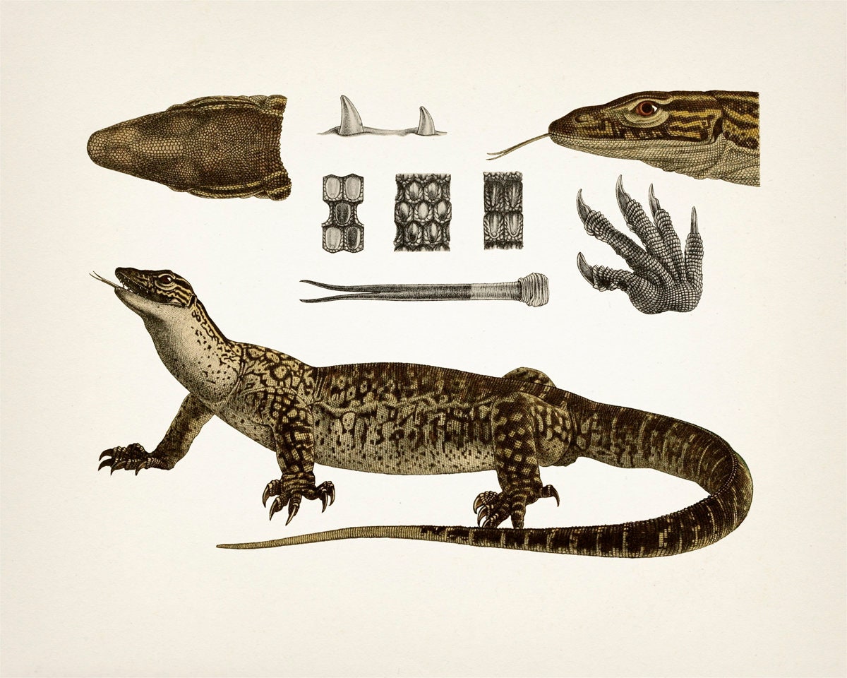 Monitor Lizard - RE-10 - Fine Art Print of a Vintage Natural History ...