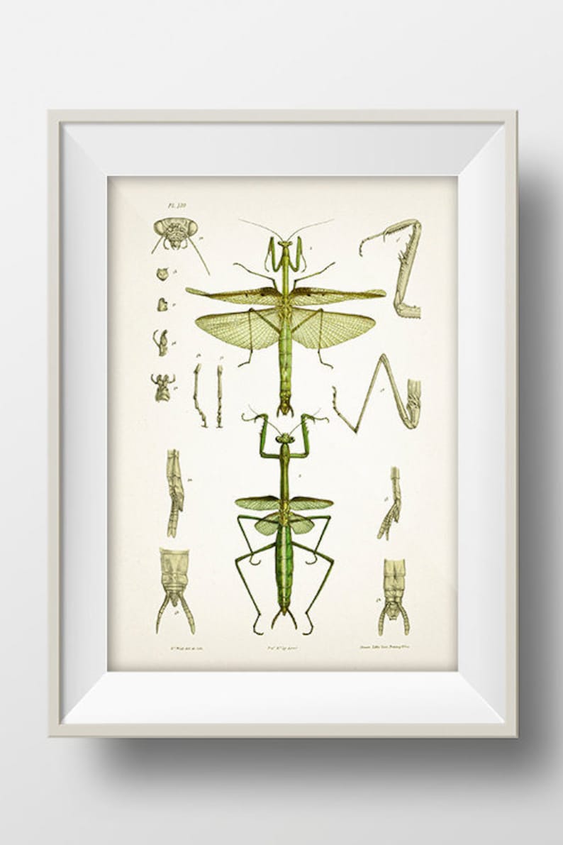 Praying Mantis Drawing IN-03 Fine Art Print of a Vintage - Etsy