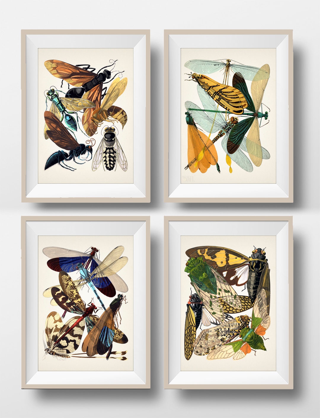 Insects SET No. 2 [1926] - Set of Four - Insectes - IN-42-46-49-50 ...