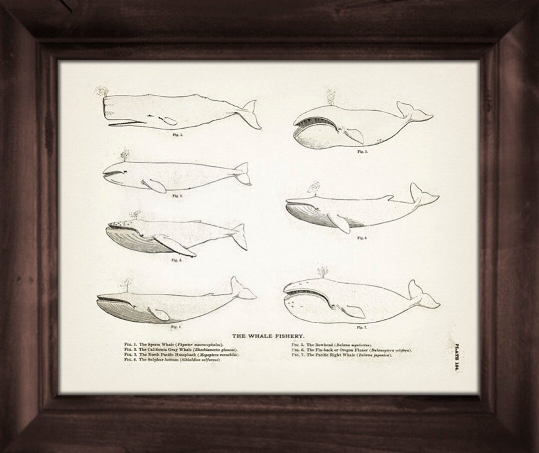 Whale Specimen Drawing - SC-12 - Fine Art Print of a Vintage Natural ...