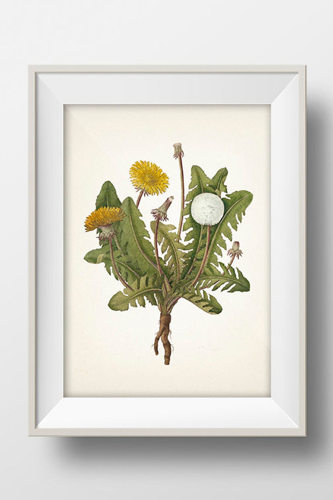 Dandelion Drawing - FL-27 - Fine Art Print of a Vintage Natural History ...