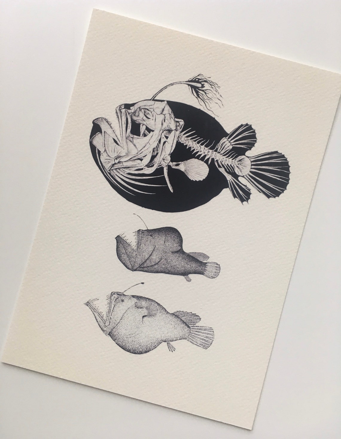 Angler Fish Skeleton - Scientific Anatomy Drawing - OE-01 Fine Art ...