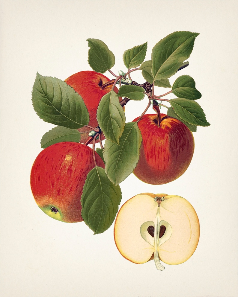Apple Botanical Illustration Print 1894 PL-07 Kitchen Wall - Etsy