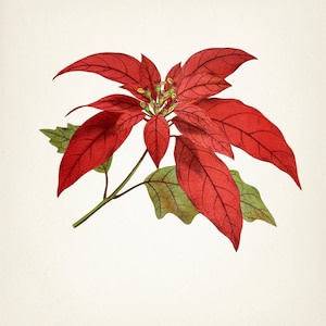 Christmas Holiday Botanical Prints Set of 4 - Holly, Mistletoe ...