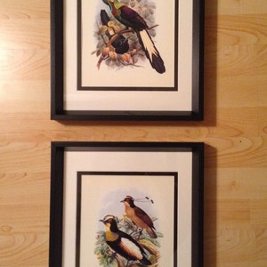 Splendid Astrapia Bird of Paradise (astrapia Splendidissima) - BP-18 ...