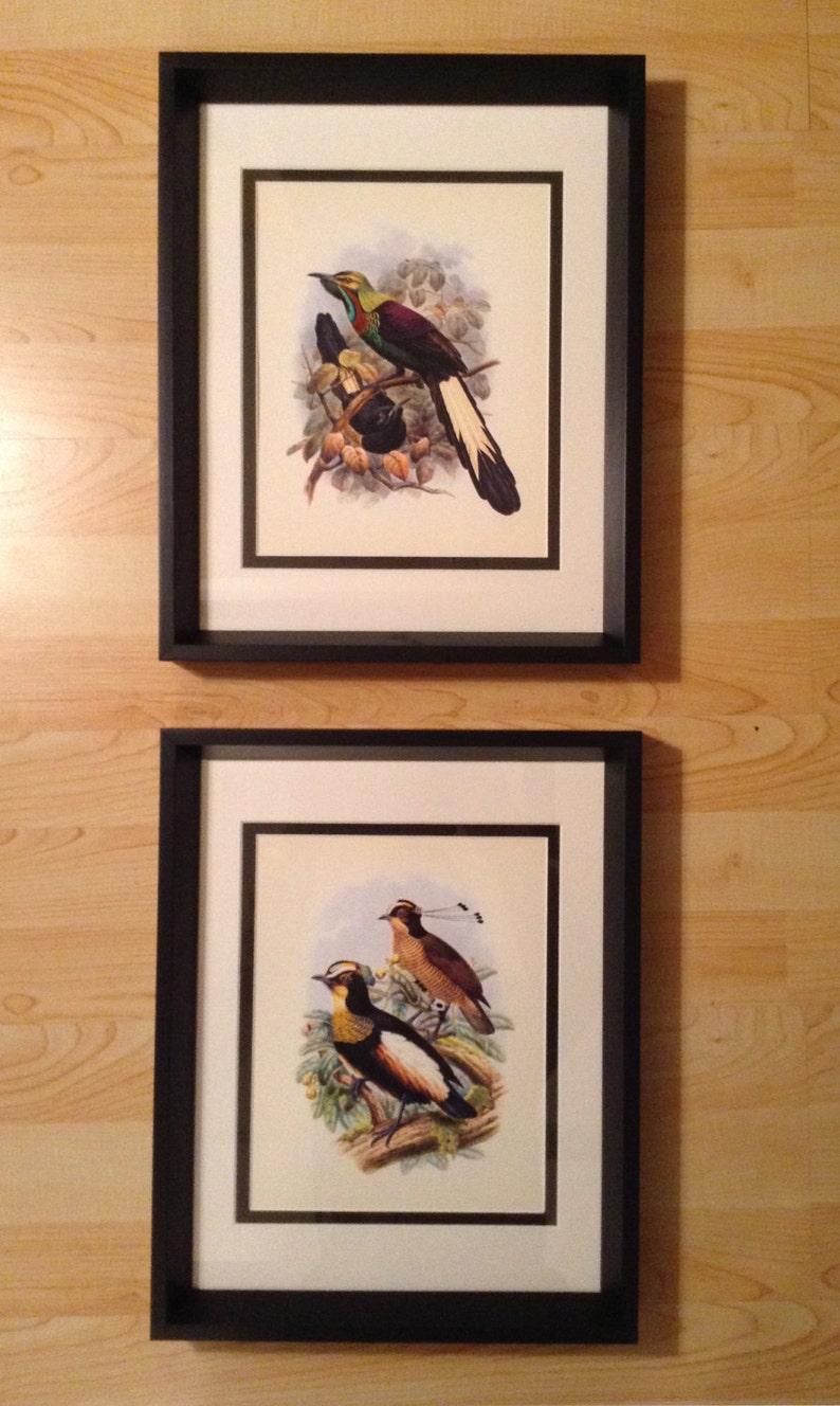Splendid Astrapia Bird of Paradise (astrapia Splendidissima) - BP-18 ...