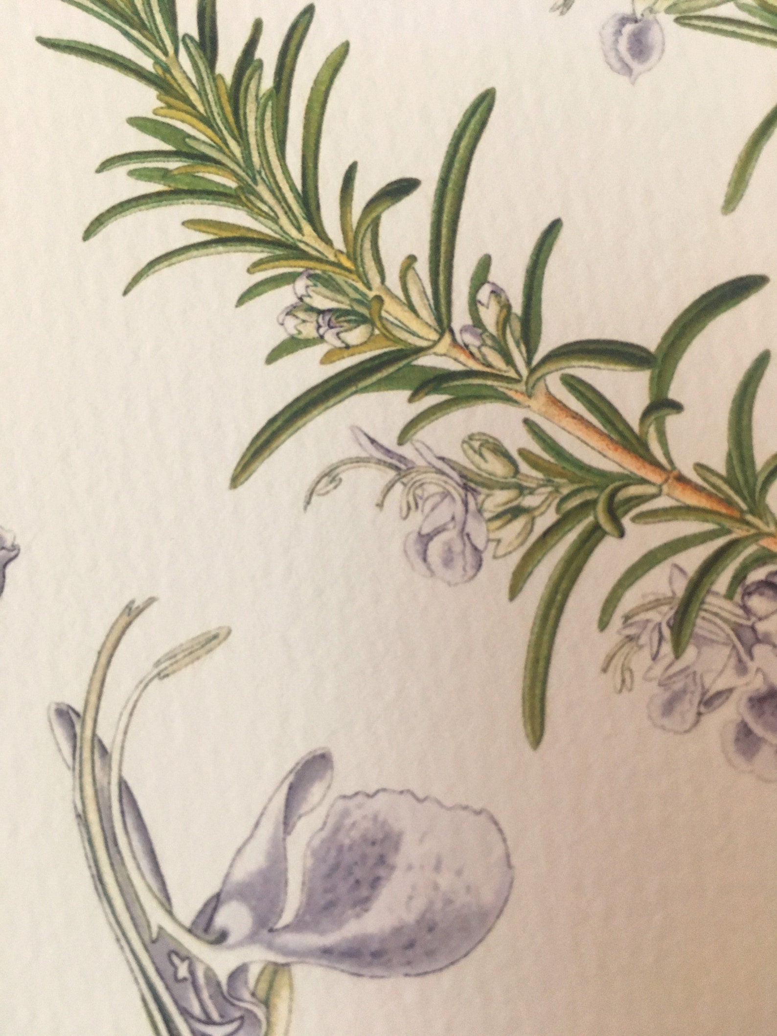 Vintage Rosemary Print - KO-12 - Fine Art Prints of Kohler's Vintage ...
