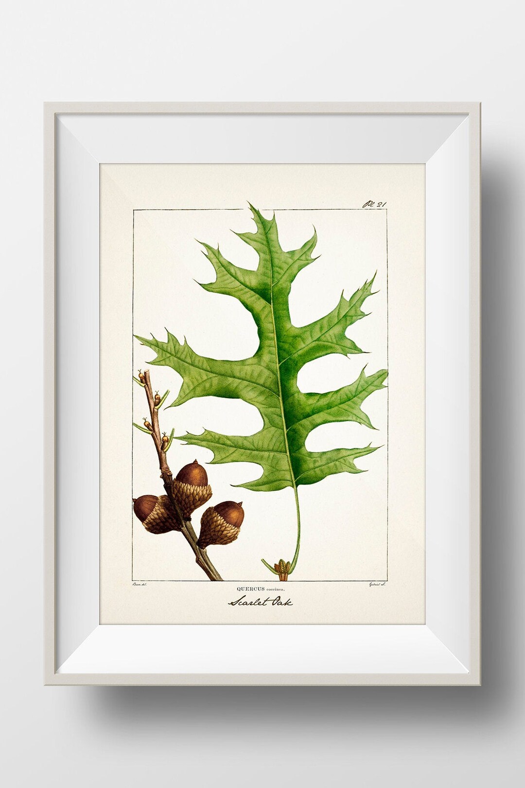Scarlet Oak Tree (quercus Coccinea) - TR-21 - Fine Art Print of a ...