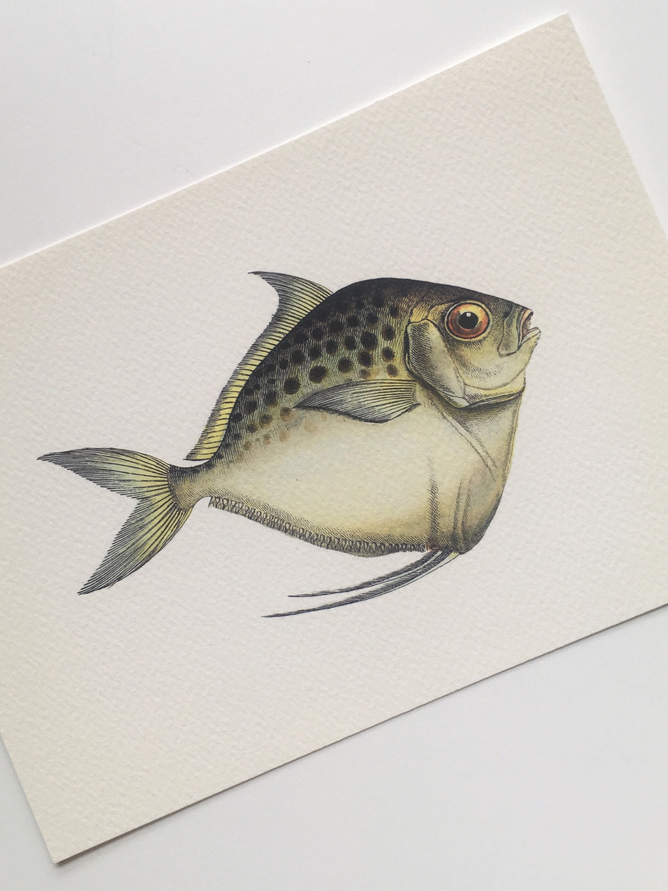 Wide Eyed Moonfish 1801 Fish Drawing. Fine art print of a - Etsy 日本