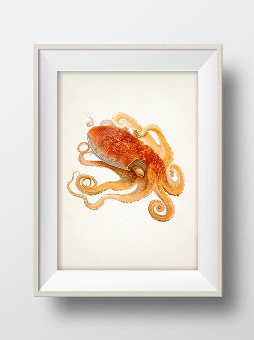 Curled Octopus (1896) - OC-07 -fine Art Print of a Vintage Natural ...