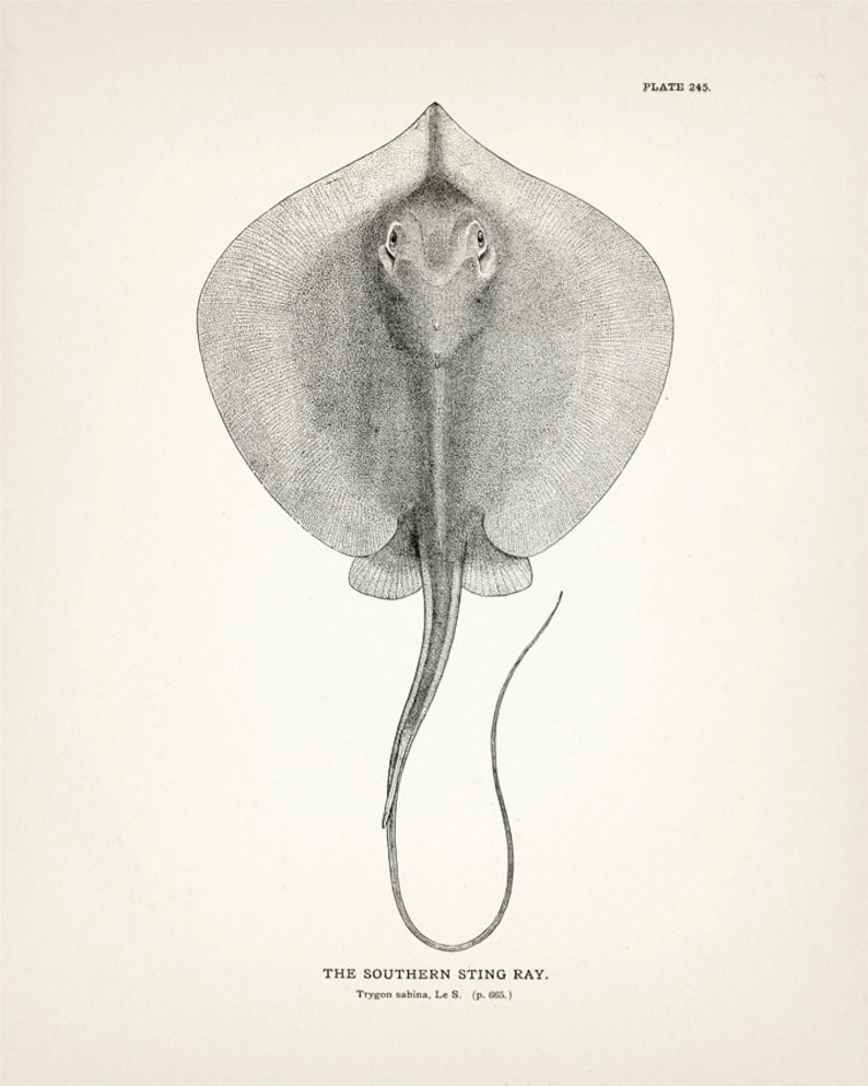 Southern Sting Ray SC-10 Fine art print of a vintage | Etsy