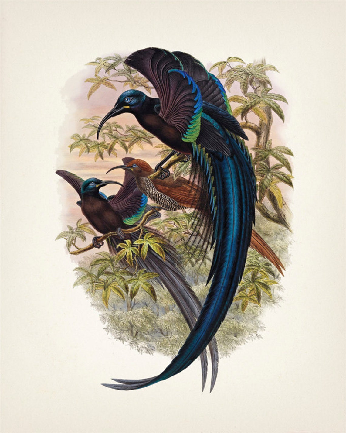 Black Sicklebill Bird of Paradise epimachus Fastuosus - Etsy