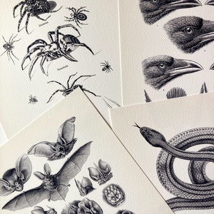 Spiders Illustration - Tarantula, Araneae, Araneidae [1806] -IN-19 Fine ...