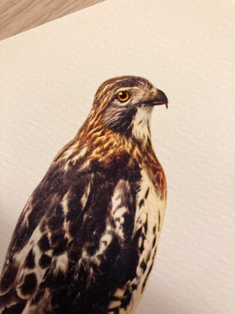 Red Tailed Hawk BI-14 Fine Art Print of a Vintage Natural - Etsy