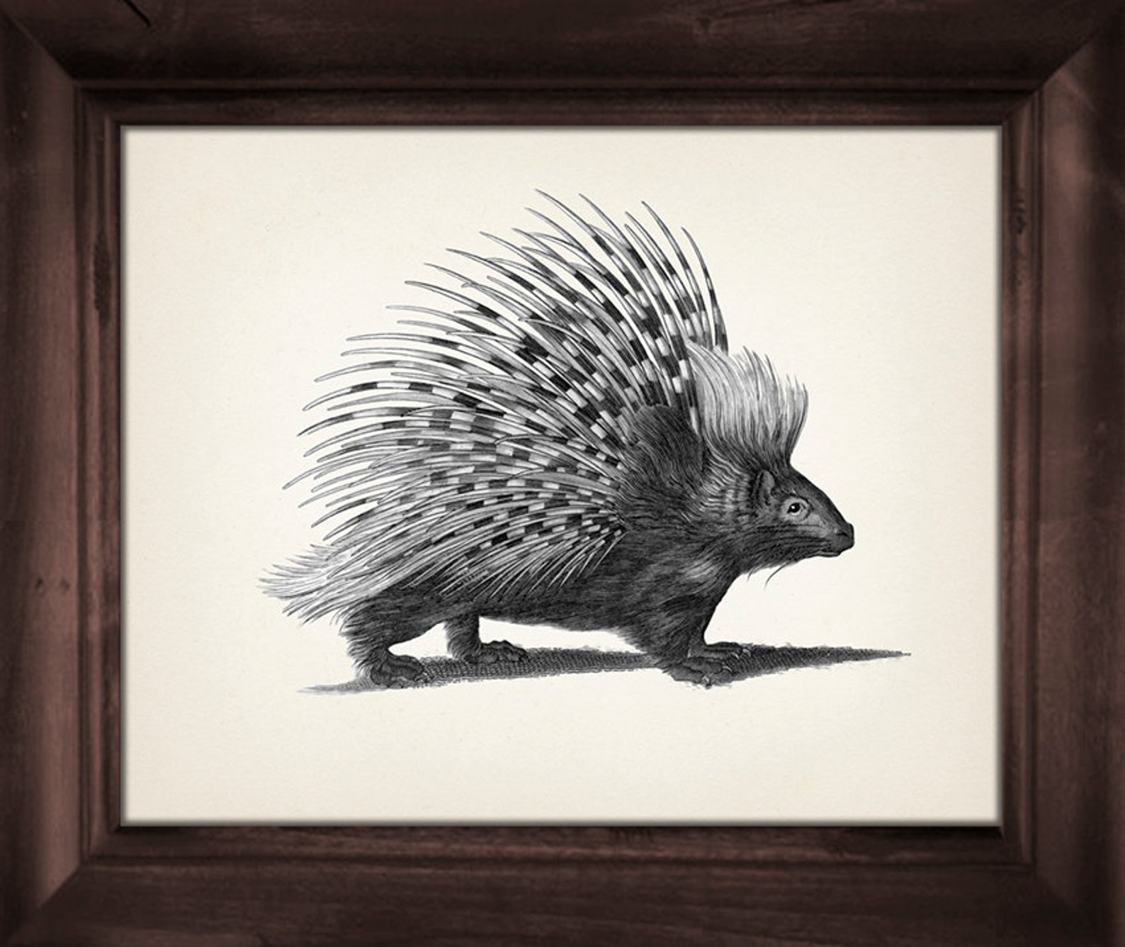 Porcupine Drawing : Fine Art Print of a Vintage Natural History ...