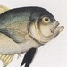 Brama Atropus by Marcus Elieser Bloch 1801 Fish Drawing. Fine Art Print ...