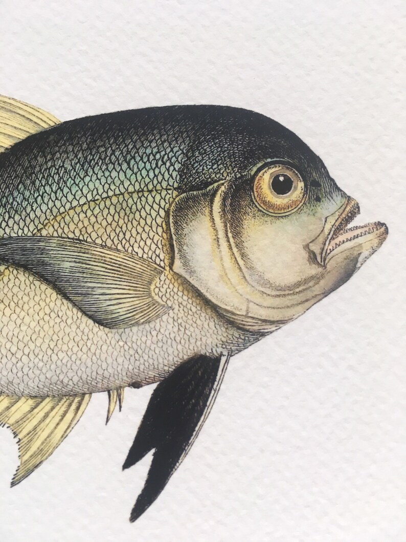 Brama Atropus by Marcus Elieser Bloch 1801 Fish Drawing. - Etsy UK