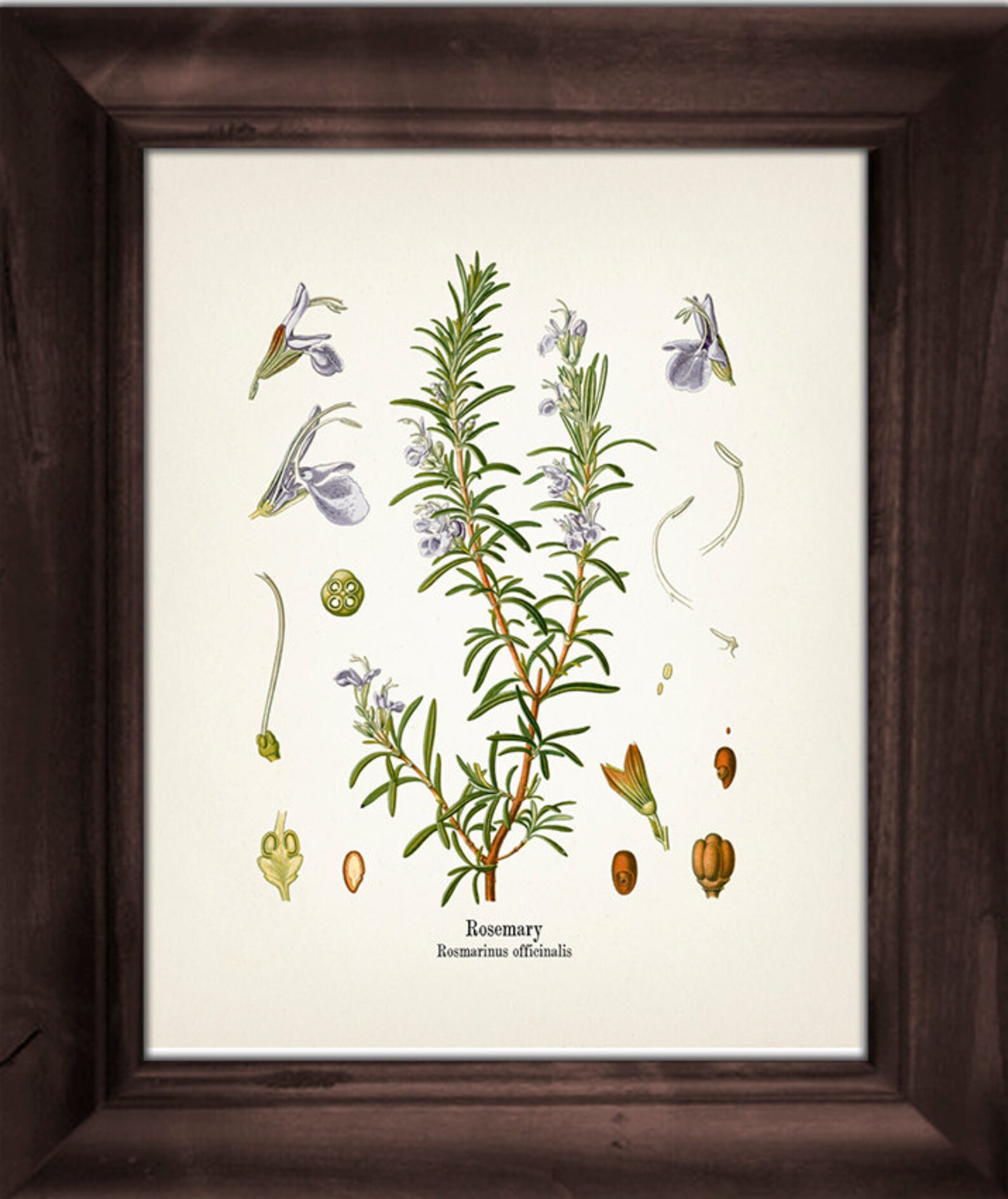 Vintage Rosemary Print - KO-12 - Fine Art Prints of Kohler's Vintage ...