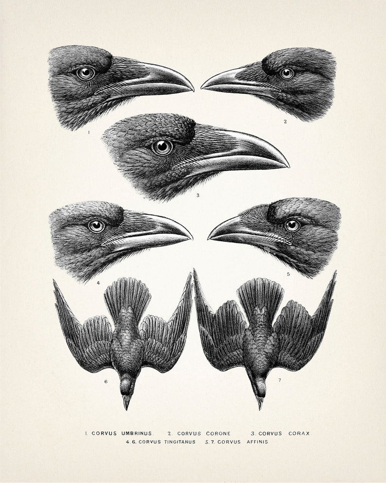 Corvus Species, Crows, Ravens, Etc Wall Art [1881] -BI-28- Avian Fine ...
