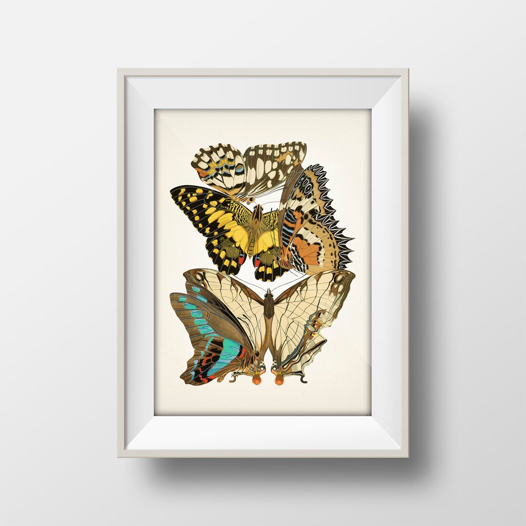Butterflies No. 9 [1925] Papillons - MO-89 - Fine Art Print of a ...