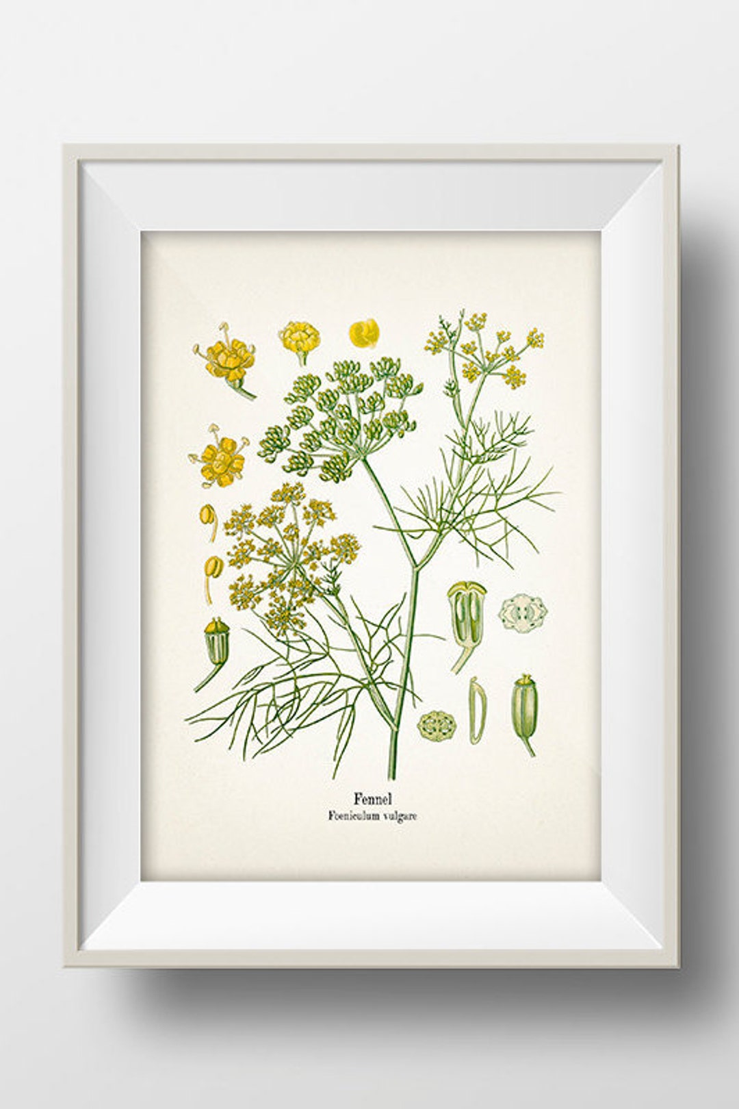 Vintage Fennel Print - KO-20 - Fine Art Prints of Kohler's Vintage ...